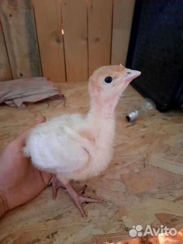 Индюшата хайбрид конвертер