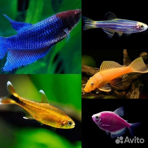 Анциструс, Тетра медная, петушок, тернеции, данио