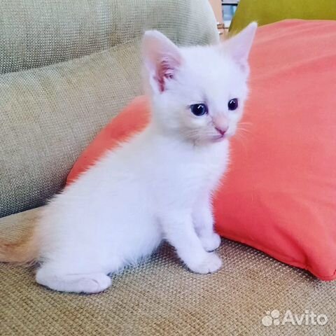 Котенок- мальчик Лукас в заботливые ручки