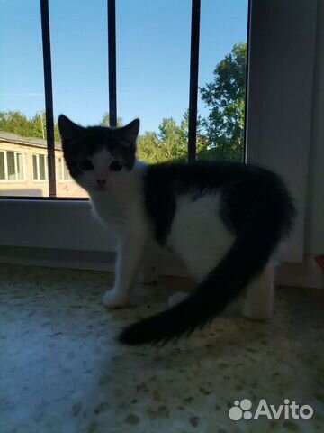 Кошка
