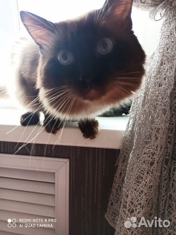 Отдам балинезийского кота