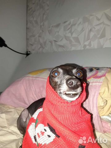 Случка собак