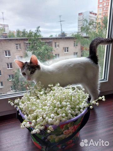 Котёнок турецкий Ван в добрые руки привезу бесплат