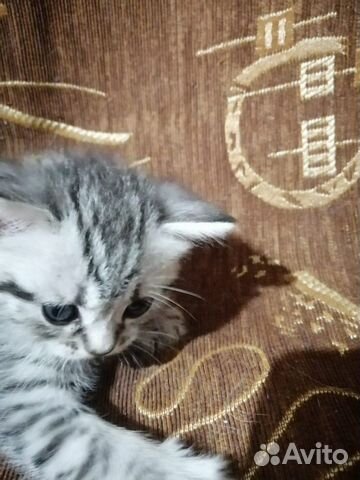 Котенок шотландский, девочка 1.5 месяца