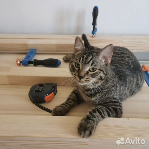 Пуговка ищет дом