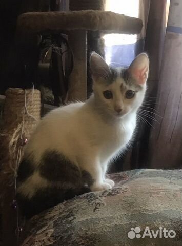 Кошки бесплатно