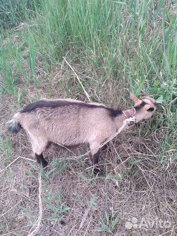 Альпийский козлёнок