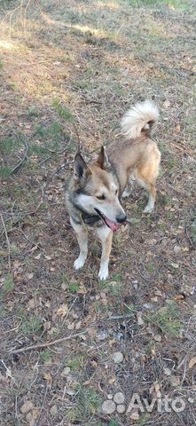 Рабочая зсл