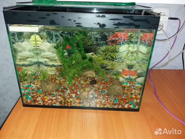 Аквариум и все содержимое