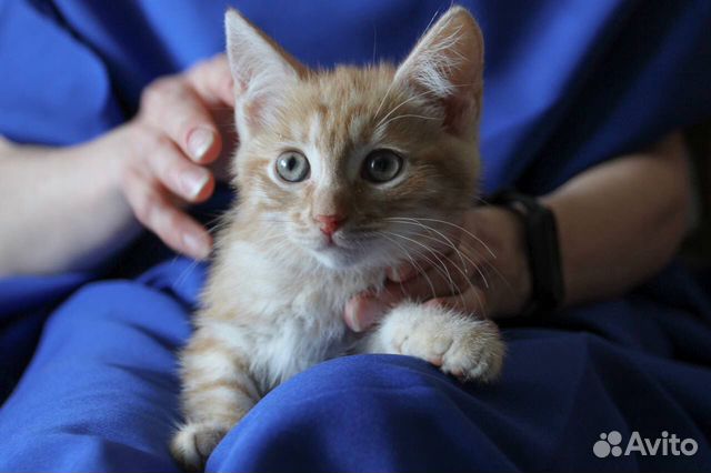 Котенок кот в дар бесплатно дар добрые руки
