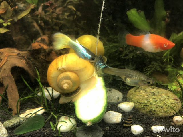 Улитка ампулярия желтая