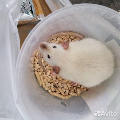 Крыса мальчик в добрые ручки
