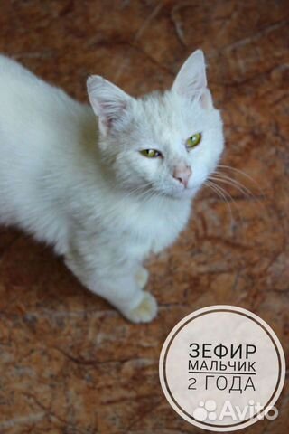 Зефир, кот мальчик, 2 года, кастрирован
