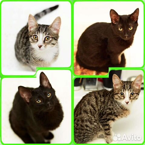 Котята Чук и Гек ищут дом