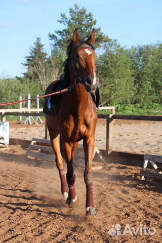 Мерин в выездку