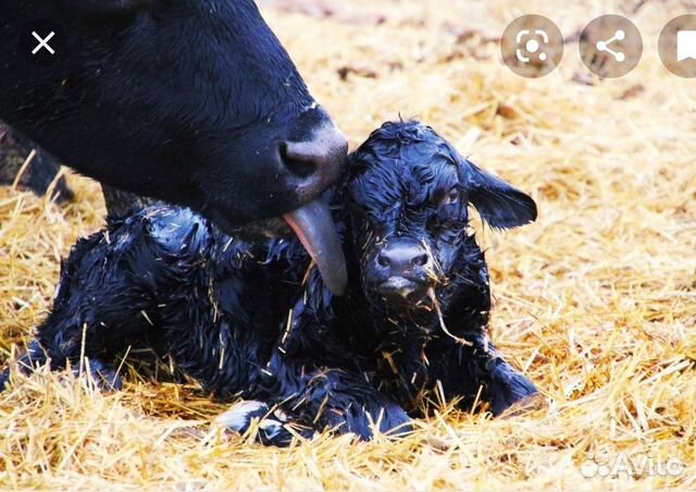Голштинской породы телка