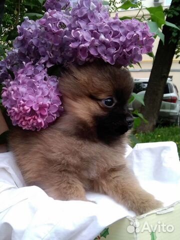 Шпиц mini мишка