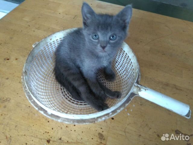 Русская голебая