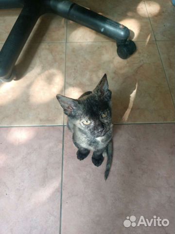 Котёнок корниш-рекс