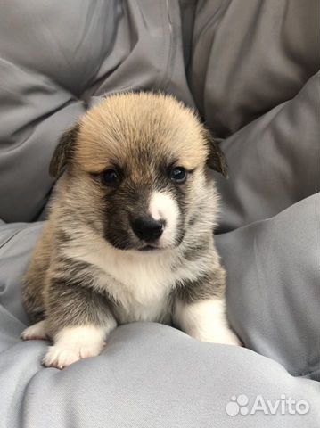 Вельш Корги Пемброк