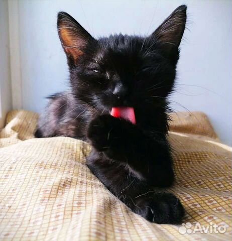 Маленький котёнок (1,5 месяца)