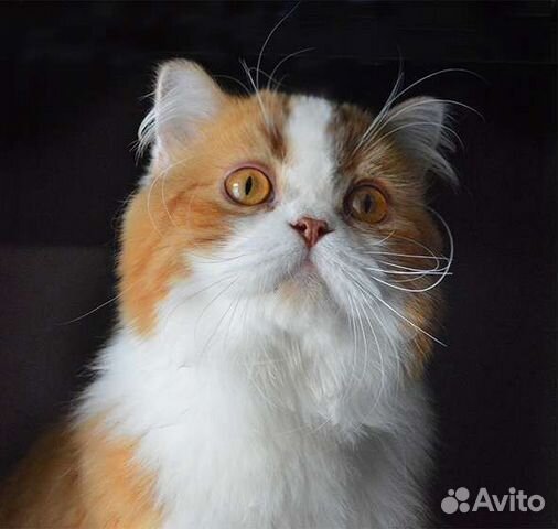 Шотландский кот