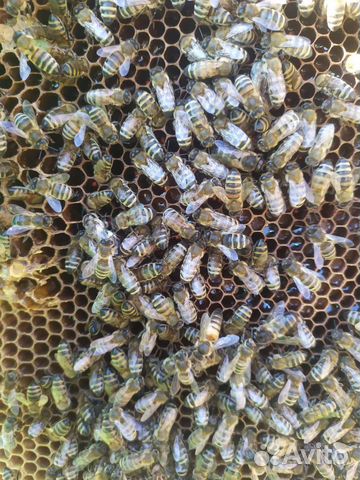 Пчелосемьи, Отводки, Матки