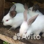 Калифорнийские кролики