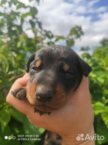 Доберман девочка