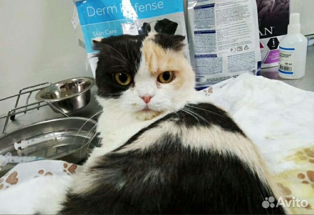 Кошечка инвалид надеется на чудо