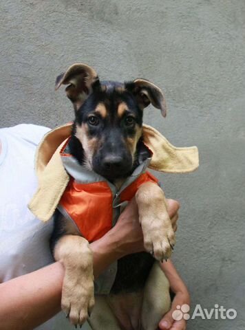 Щенок овчароидного типа