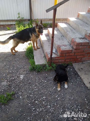 Немецкая овчарка