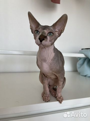 Котенок сфинкса 6м