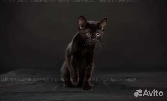 Бурманская