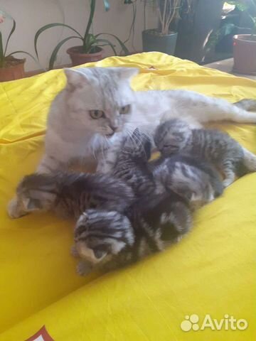 Шотландская кошка