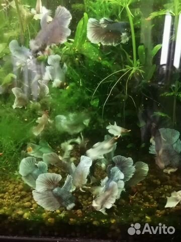 Петушки дамбо