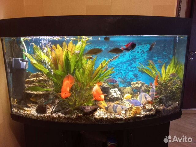 Аквариум с тумбой и рыбами