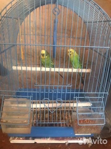 Попугаи волнистые бесплатно