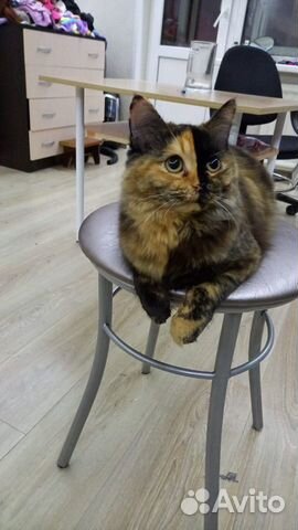 Подрощенный котёнок девочка в хорошие руки