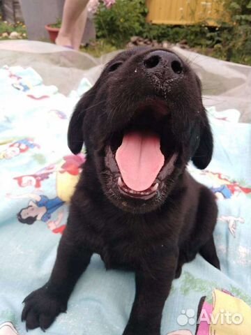 Лабродетки в добрые руки