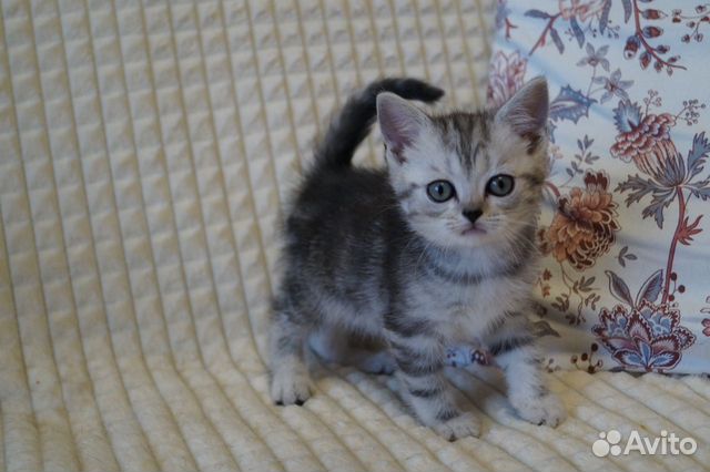 Британский котенок девочка