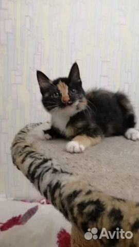 Кошечка Джина