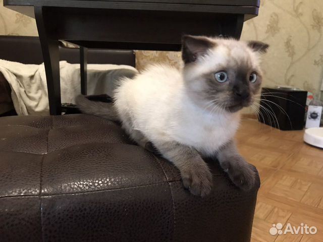 Вислоухий котенок