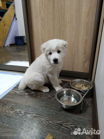 Отдам алабая "девочку 6мес