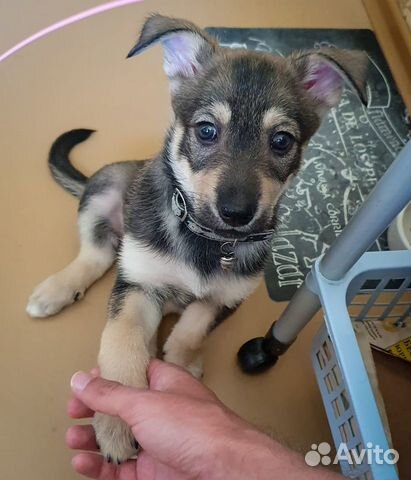 Малышка Буся в добрые руки