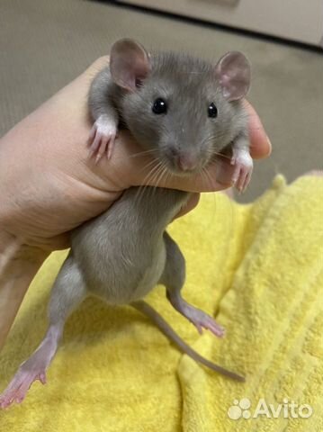 Отдаю бесплатно