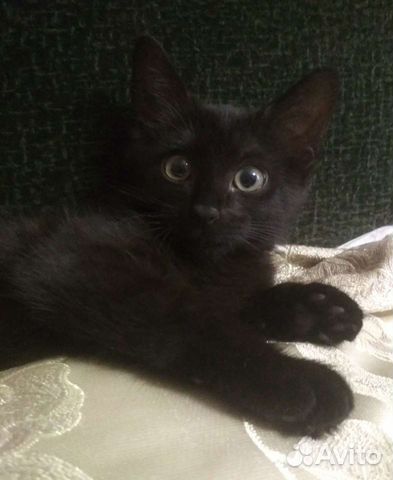 Котенок Черничка в добрые руки