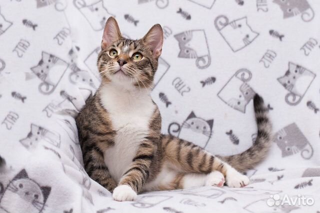 Милый котенок Бася в дар