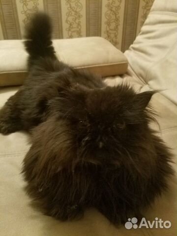 Персидский кот