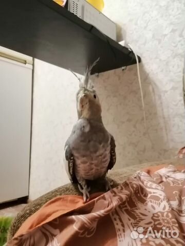 Попугай корелла